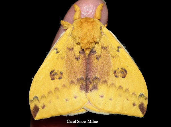 Io Moth (Male) | Project Noah