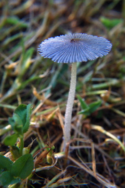 Hongo | Project Noah