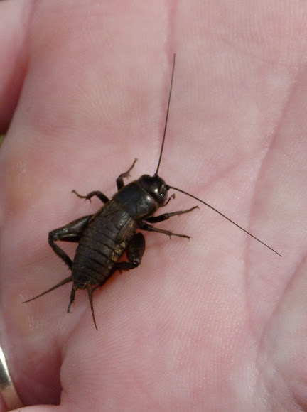 Field cricket (nymph) | Project Noah