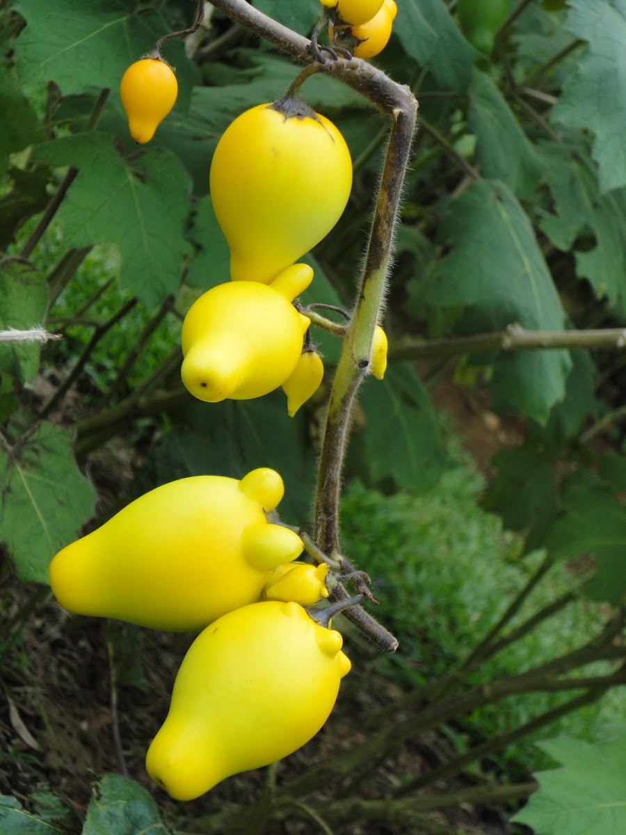 Fox Face/Nipplefruit/Mickey Mouse Plant | Project Noah