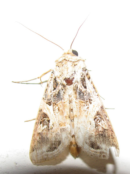 Yellow-striped Armyworm Moth | Project Noah