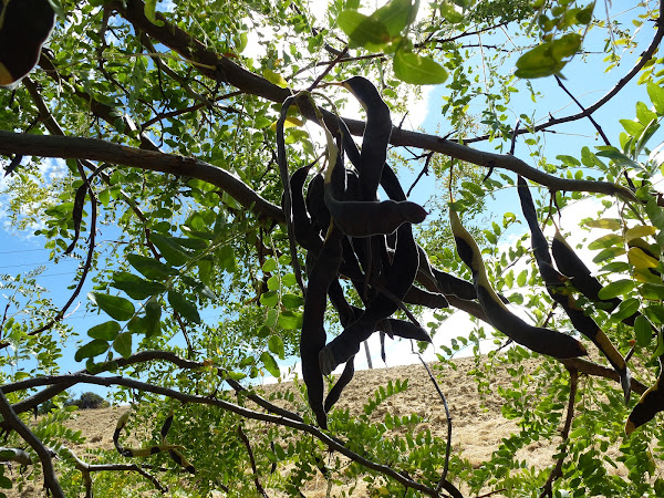 Honey Locust | Project Noah