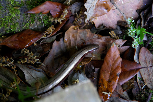 Anguis graeca (Ελληνικό Κονάκι) | Project Noah