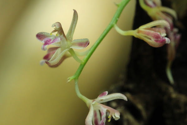 The Lily-Like Leaf Acriopsis | Project Noah