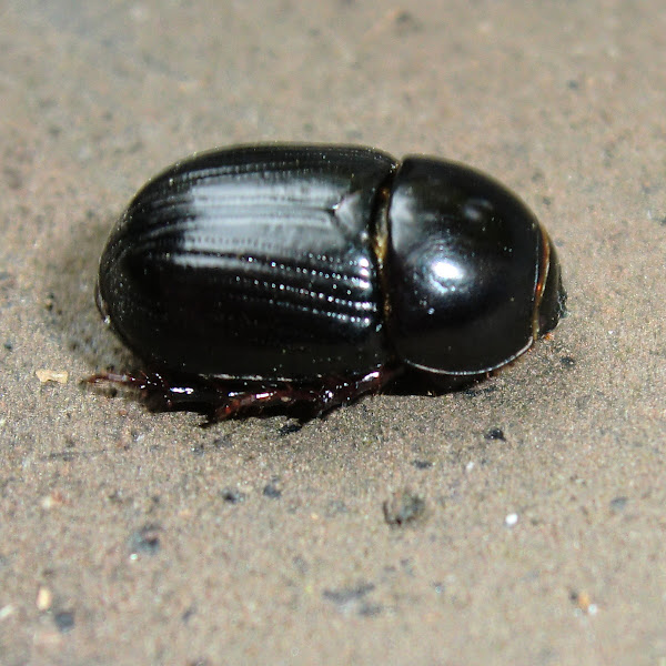 African Black Beetle | Project Noah