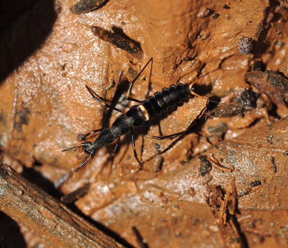 Ground Beetle Larva? | Project Noah