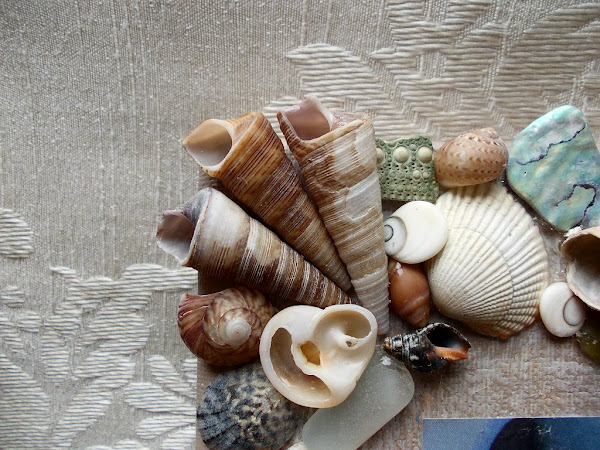NZ common turret seashells | Project Noah