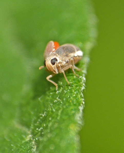 Delphid planthopper nymph (parasitized by red velvet mite nymph ...