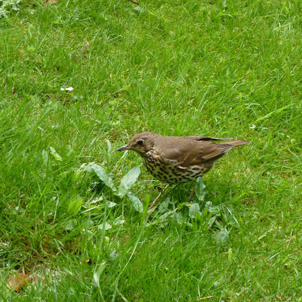 Horfield Common Wildlife Survey | Project Noah