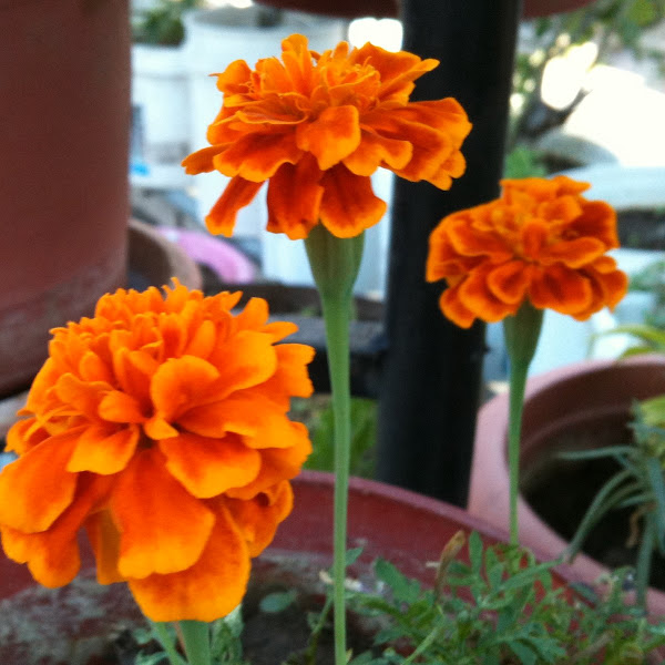 Marigold | Project Noah