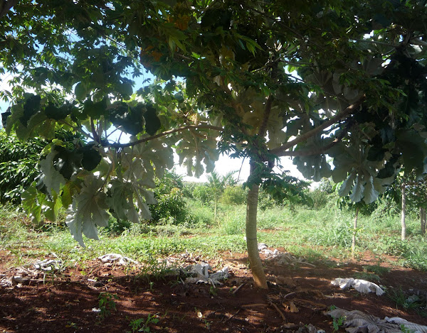 Yarumo o yagrumo | Project Noah