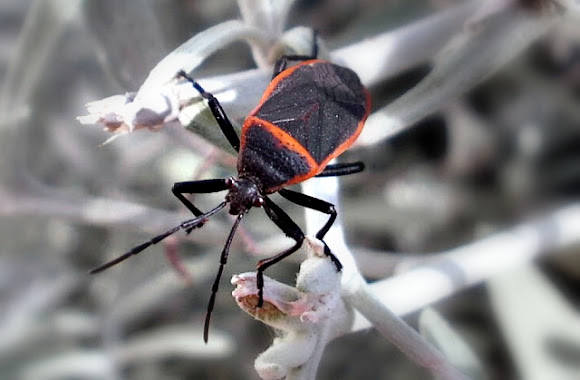 Red and black bordered plant bug. | Project Noah