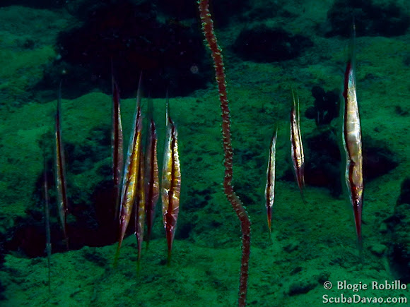 Razorfish | Project Noah