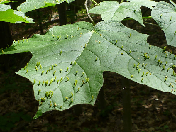 Maple Spindle Gall | Project Noah