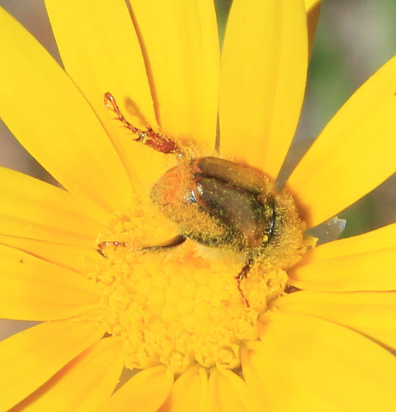 Monkey beetle | Project Noah