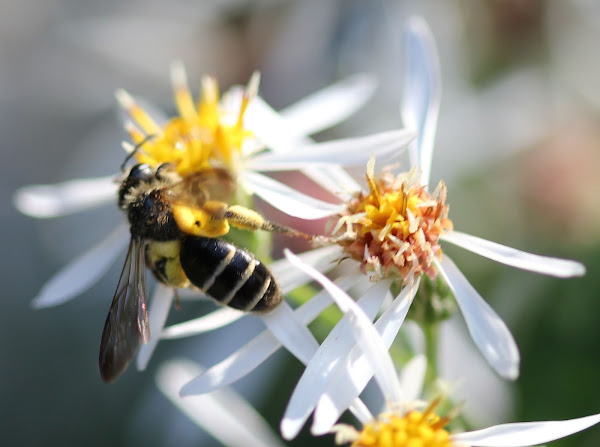 zebra bee | Project Noah