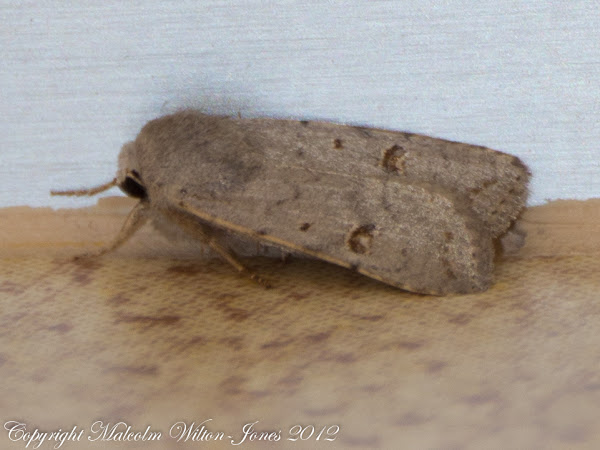 Clancy's Rustic Moth | Project Noah