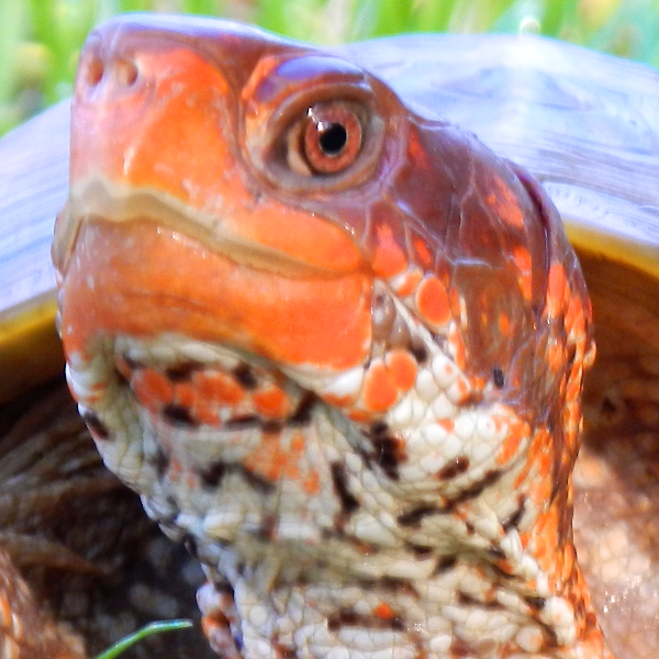 Three-toed Box Turtle | Project Noah