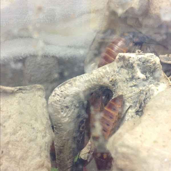 Madagascar hissing cockroach | Project Noah