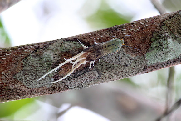 Wax-tailed Planthopper | Project Noah