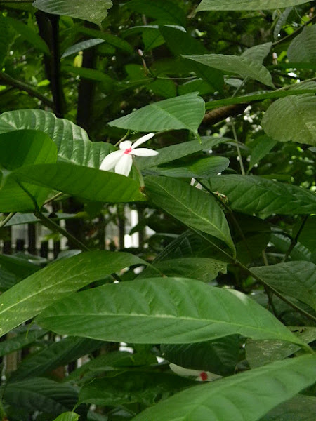 Singapore kopsia, white kopsia | Project Noah