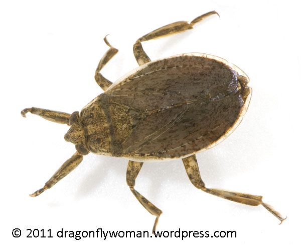 Belostomatidae Larvae