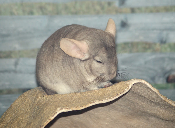 Chinchilla | Project Noah
