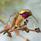 Lucifer Hummingbird | Project Noah