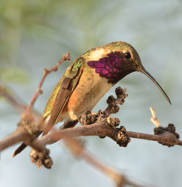Lucifer Hummingbird | Project Noah