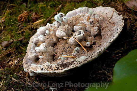 Bleeding Tooth Fungus | Project Noah