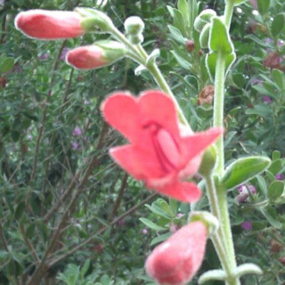 Rock penstemon Cut-Leaf Beardtongue | Project Noah