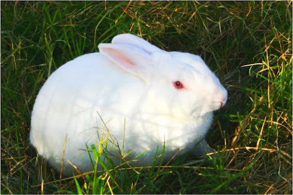 Red Eyed Rabbit | Project Noah