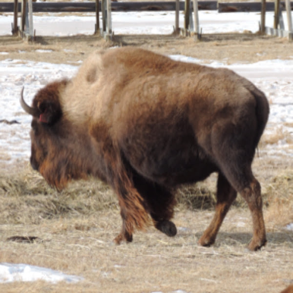 Bison | Project Noah