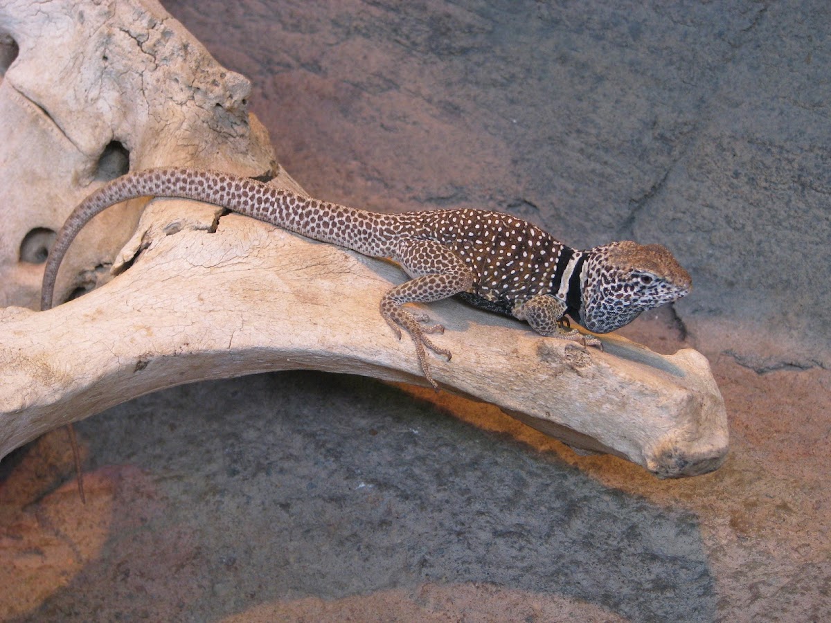 Collared Lizard | Project Noah