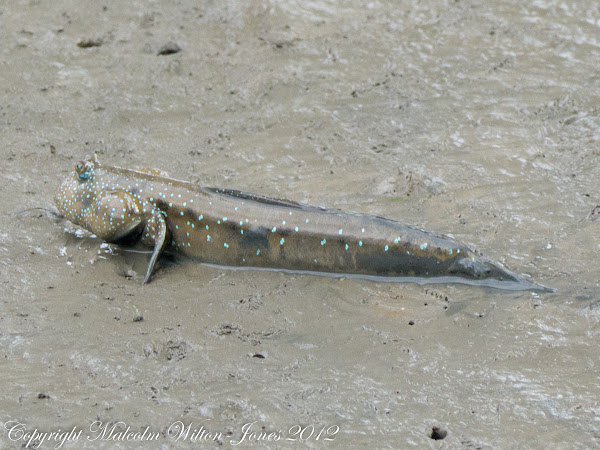 Great Blue-spotted Mudskipper | Project Noah