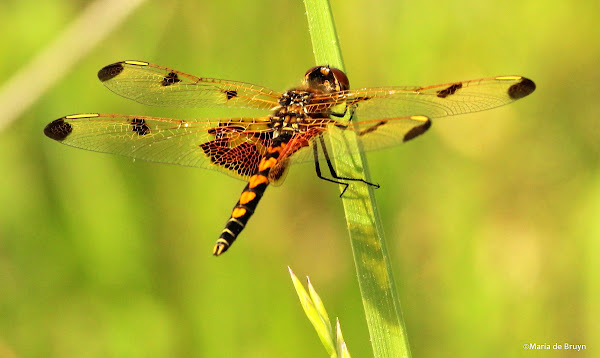Calico pennant dragonfly | Project Noah
