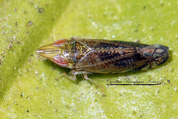 Leafhopper | Project Noah