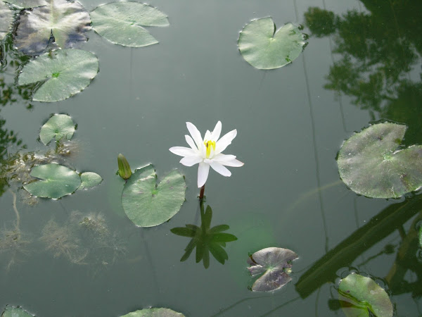 Nenúfar. Water lily | Project Noah