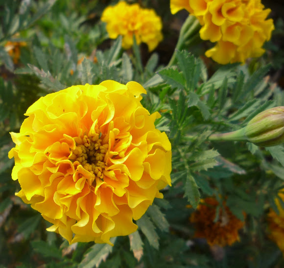 Clavel chino | Project Noah