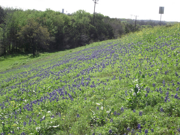More Texas Bluebonnets | Project Noah