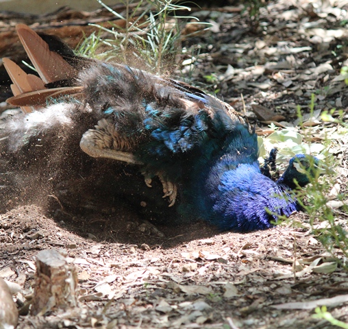 Indian Peafowl | Project Noah