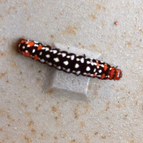 Lily moth caterpillar | Project Noah