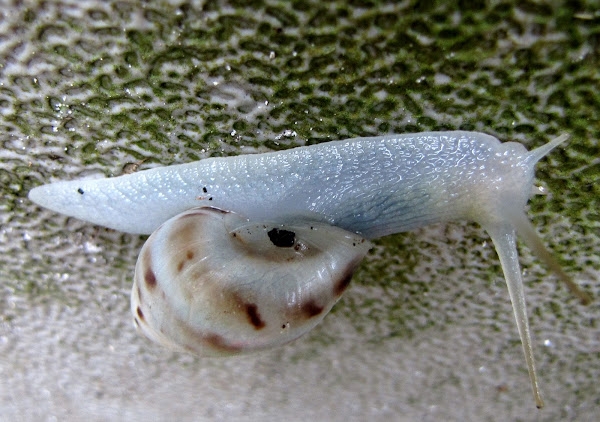 Manatee tree snail | Project Noah