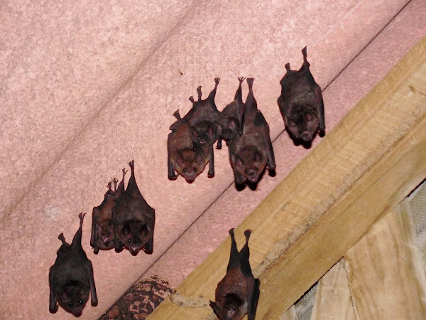 Bat (Costa Rica) | Project Noah