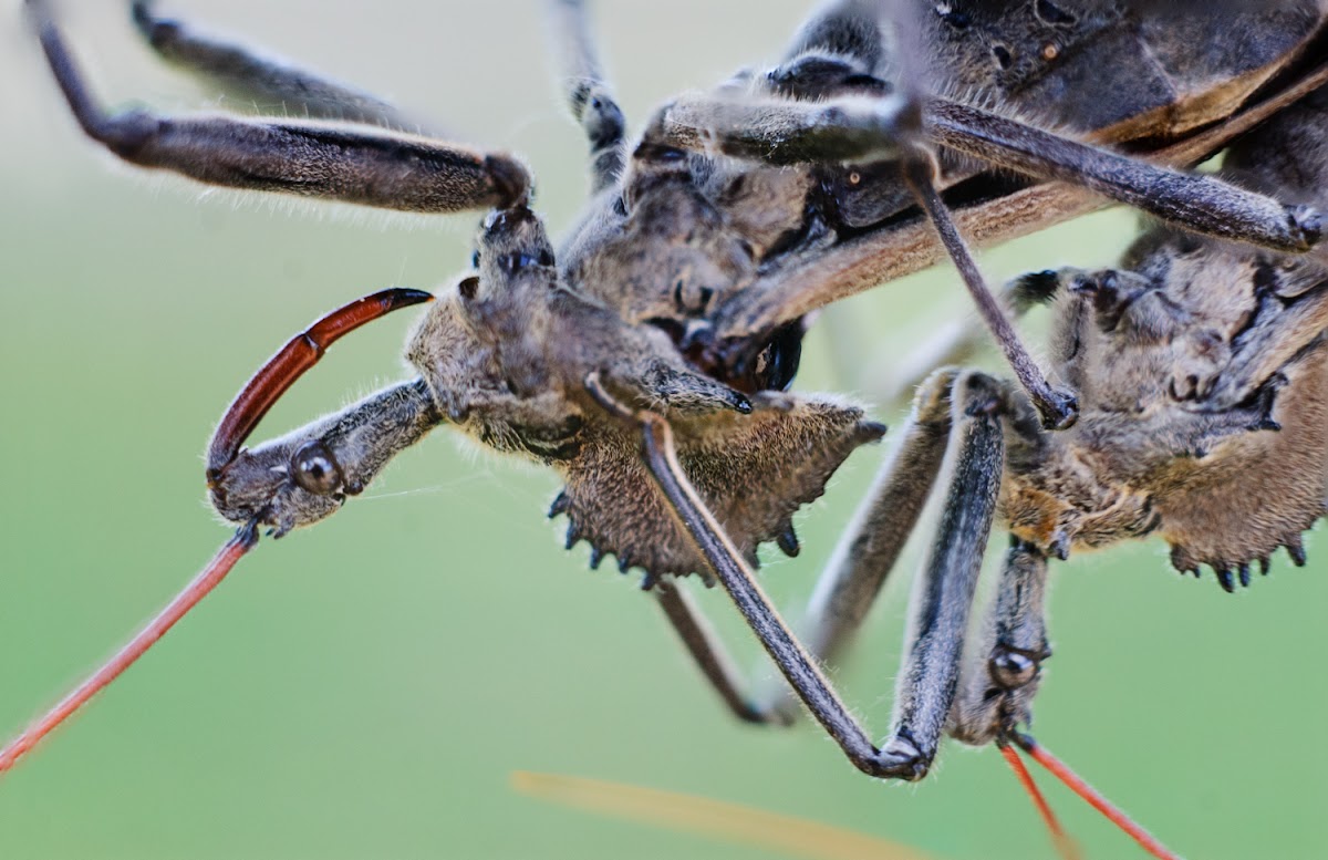 Wheel bug (Assassin Bug) | Project Noah