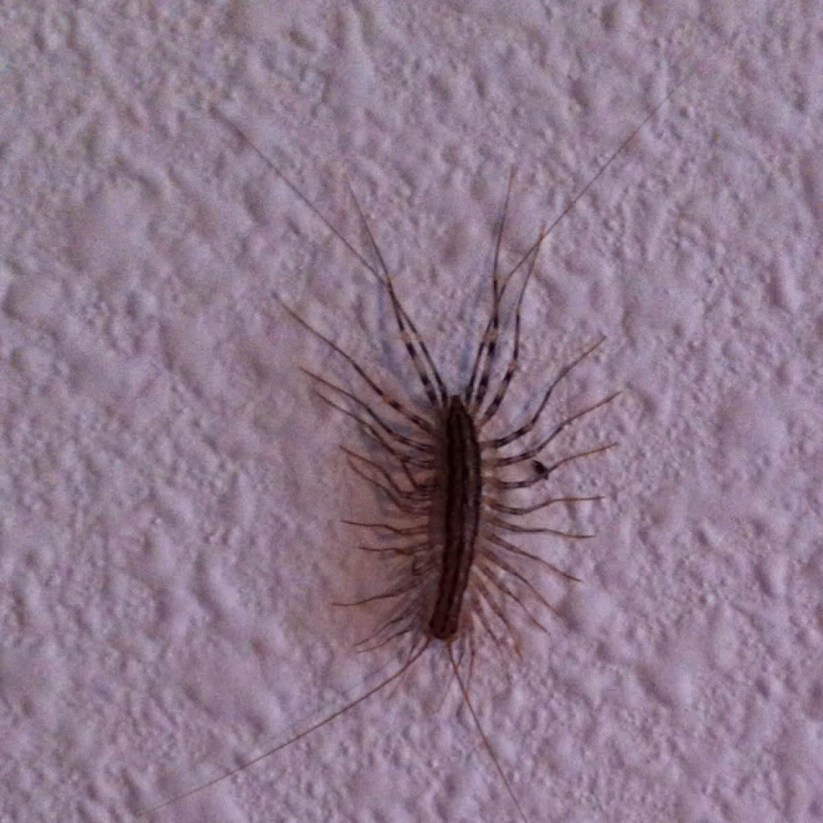 House centipede | Project Noah