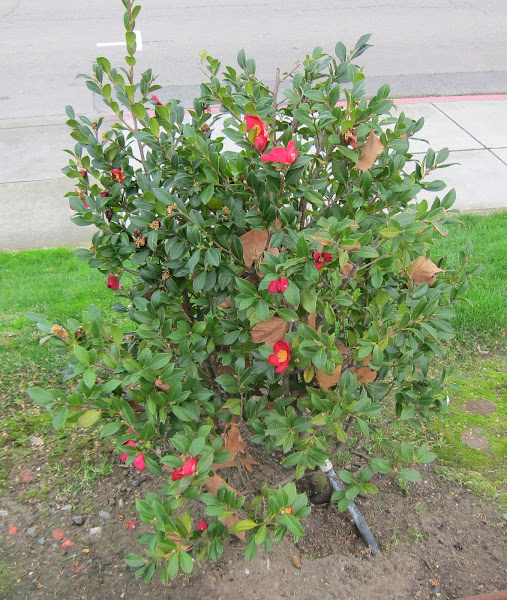 Red Camellias | Project Noah