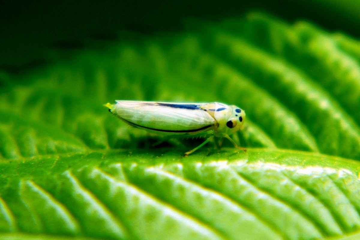 Leafhopper | Project Noah
