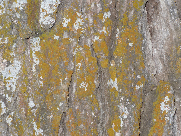 Lichen | Project Noah