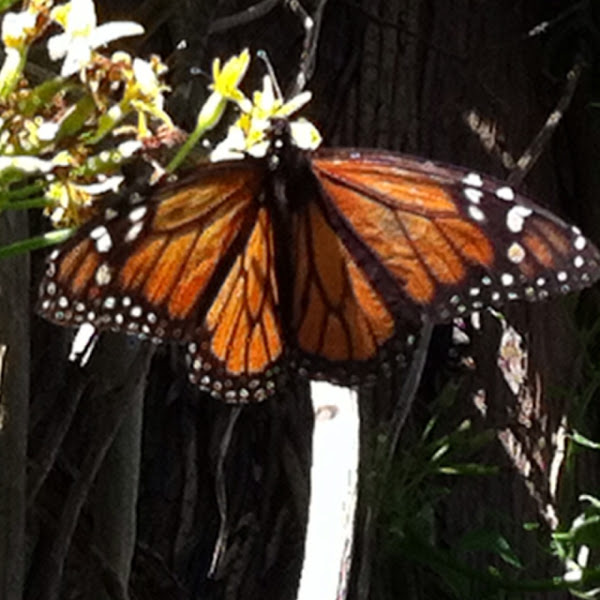 Monarch Butterfly | Project Noah
